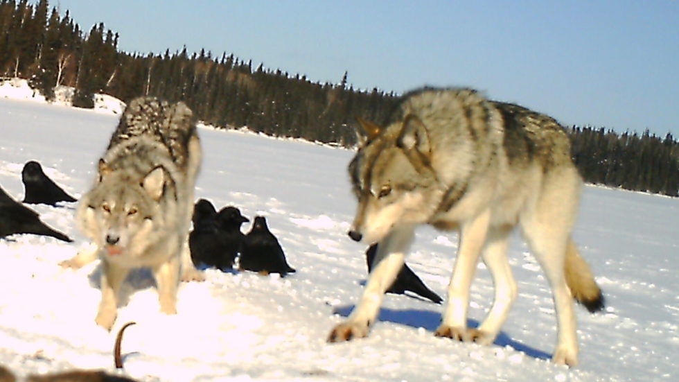 Hunts – Timberwolf | All Terrain Bear Hunts